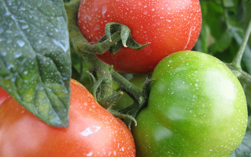 Fruit Growth & Ripening Metrics: Color, Firmness, Dry Matter, Sugars ...